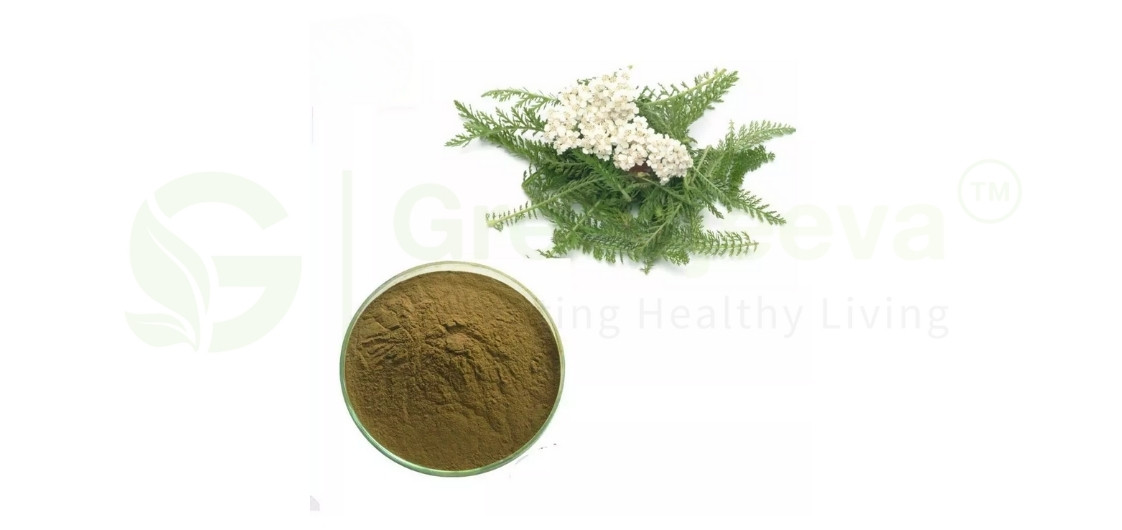 Innovative Applications of Yarrow Powder in the Nutraceutical Industry